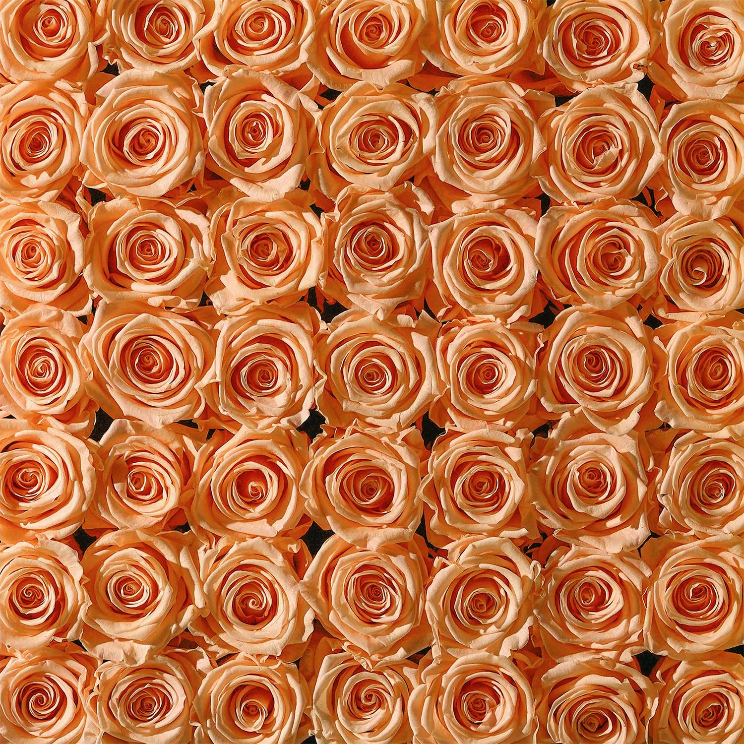 Luxury Eternity ® Roses | Preserved Roses by Venus et Fleur